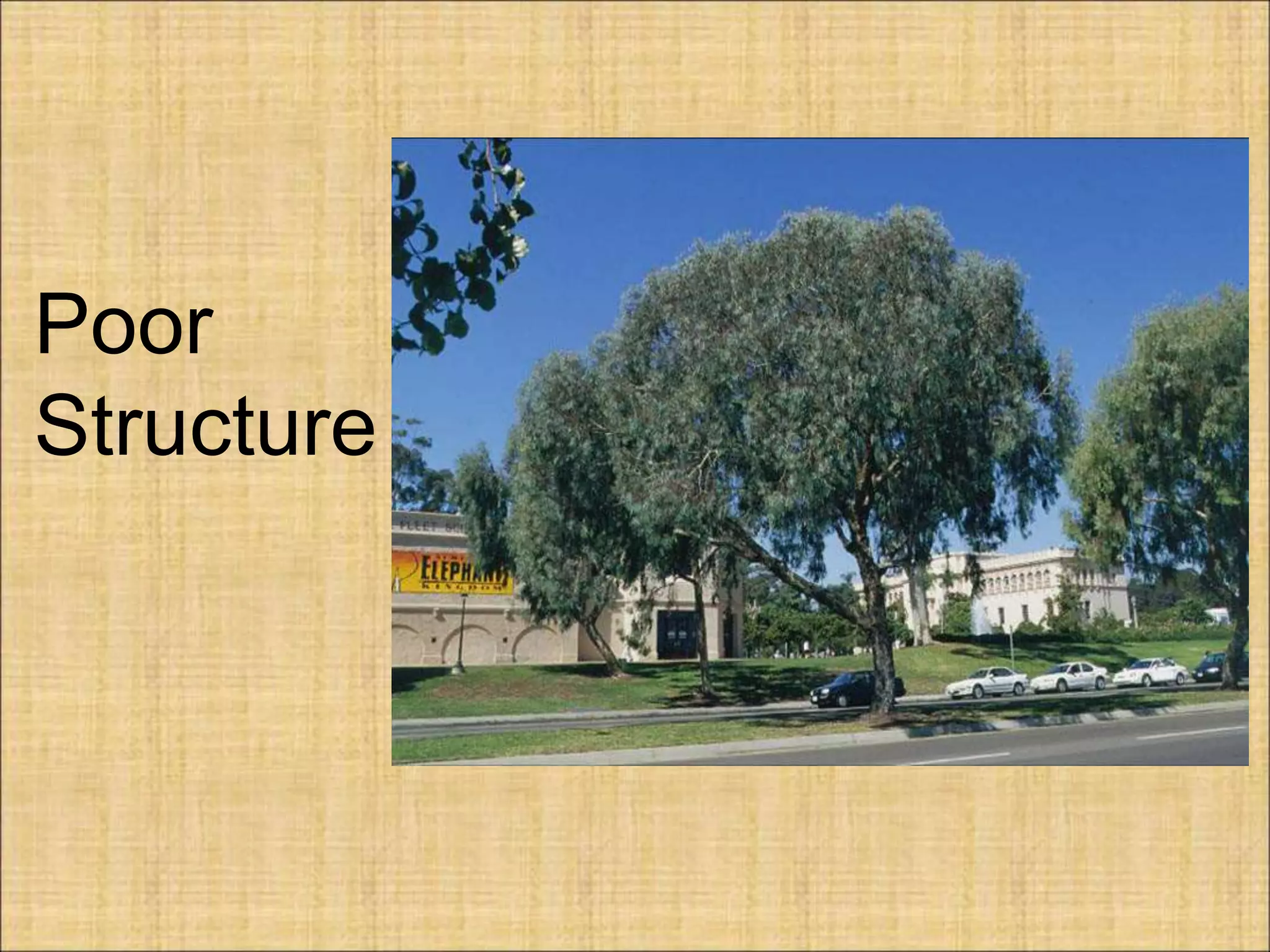 The Benefits of Trees Presentation | PPTX