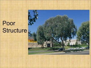 The Benefits of Trees Presentation | PPTX