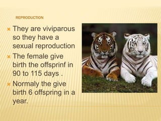 The Bengala Tiger by Leire | PPT