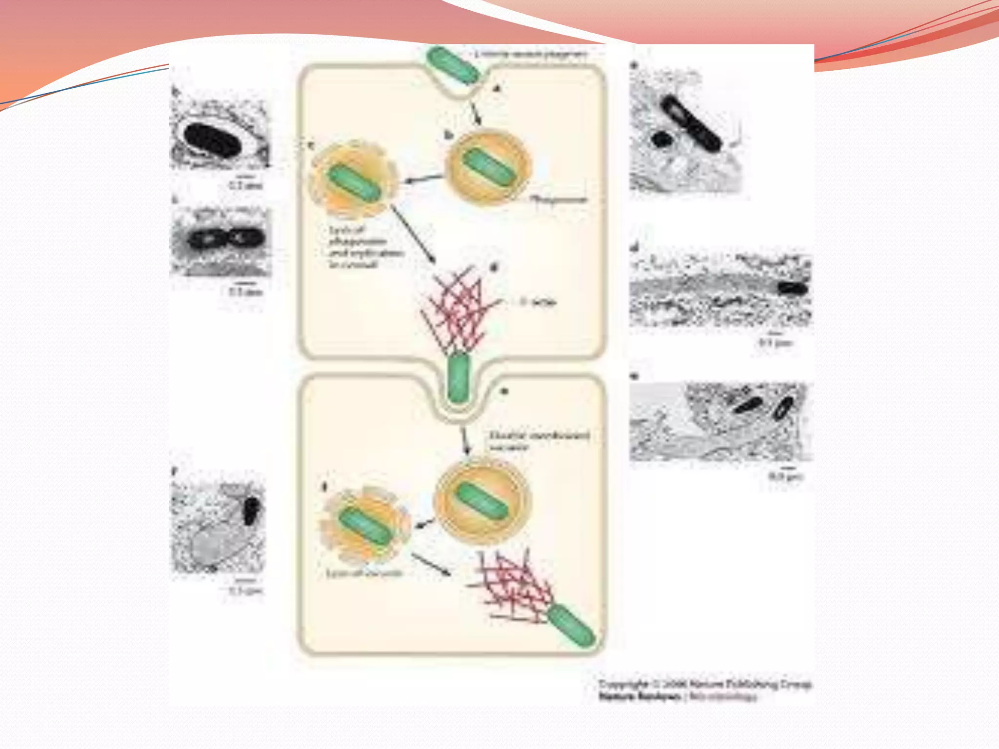 The best biology slide show ever!!! with | PPTX