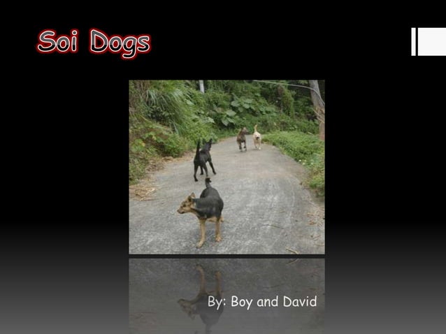 Boy's Soi Dog Presentation | PPT