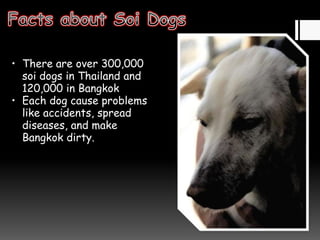 Boy's Soi Dog Presentation | PPT