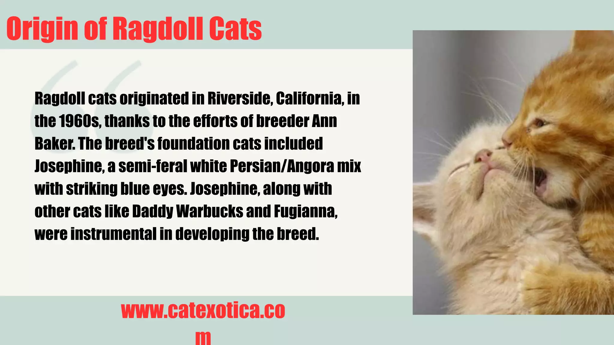 The Best Ragdoll Cats Feline Royalty.pptx
