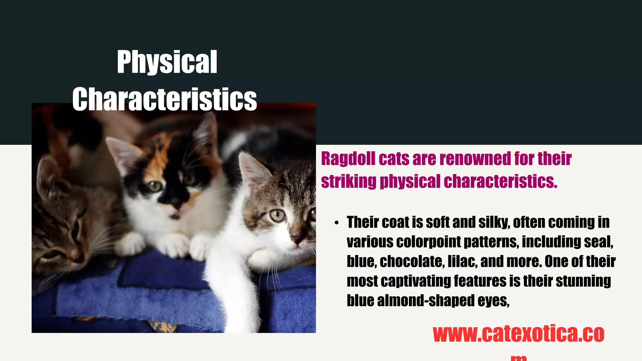 The Best Ragdoll Cats Feline Royaltypptx