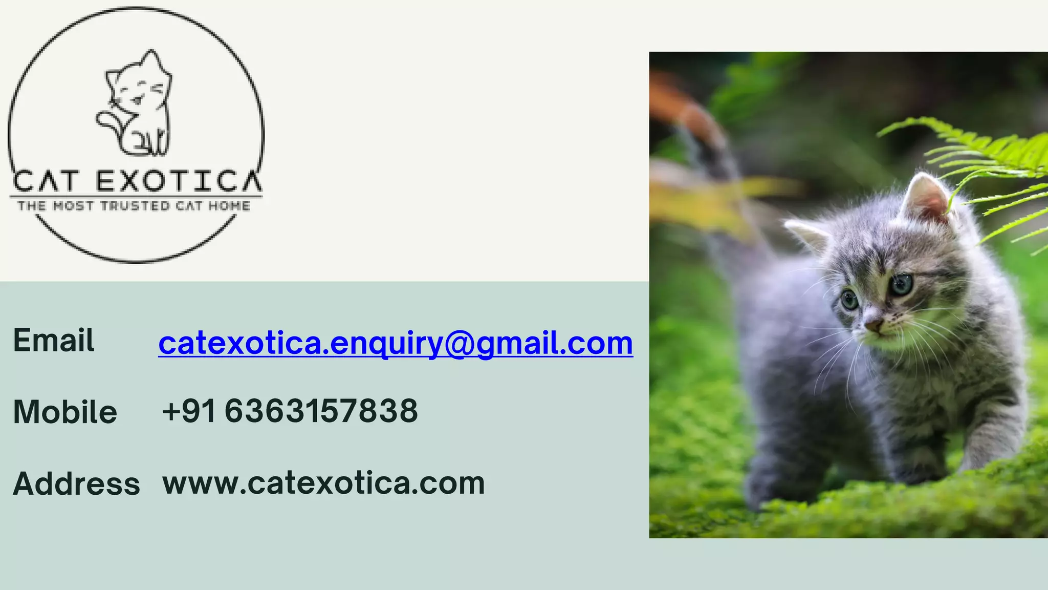 The Best Ragdoll Cats Feline Royalty.pptx