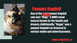 The Best Ragdoll Cats Feline Royalty.pptx