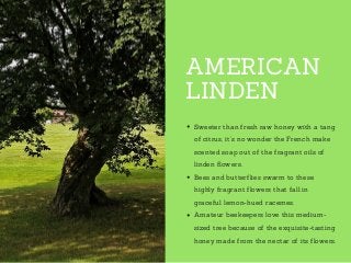 Southeastern Growers - The Best Smelling Trees For Your Yard