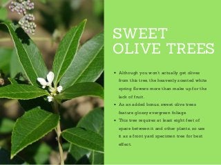 Southeastern Growers - The Best Smelling Trees For Your Yard