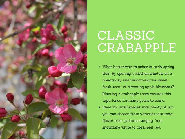 Southeastern Growers - The Best Smelling Trees For Your Yard