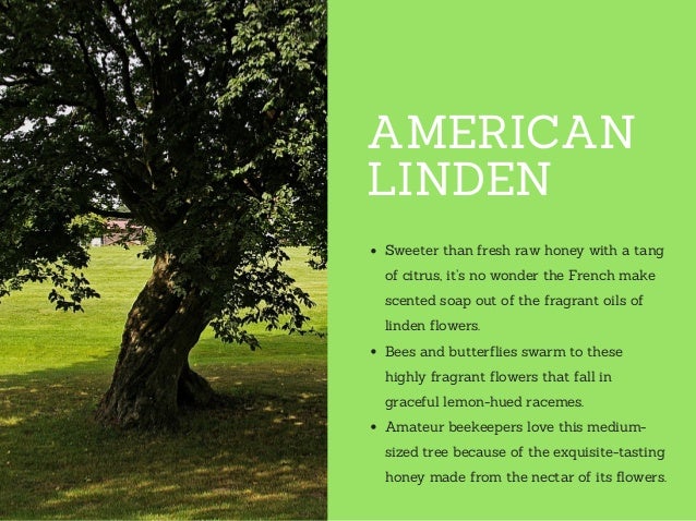 Southeastern Growers - The Best Smelling Trees For Your Yard