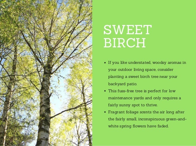 Southeastern Growers - The Best Smelling Trees For Your Yard