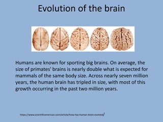 The big brain | PPTX