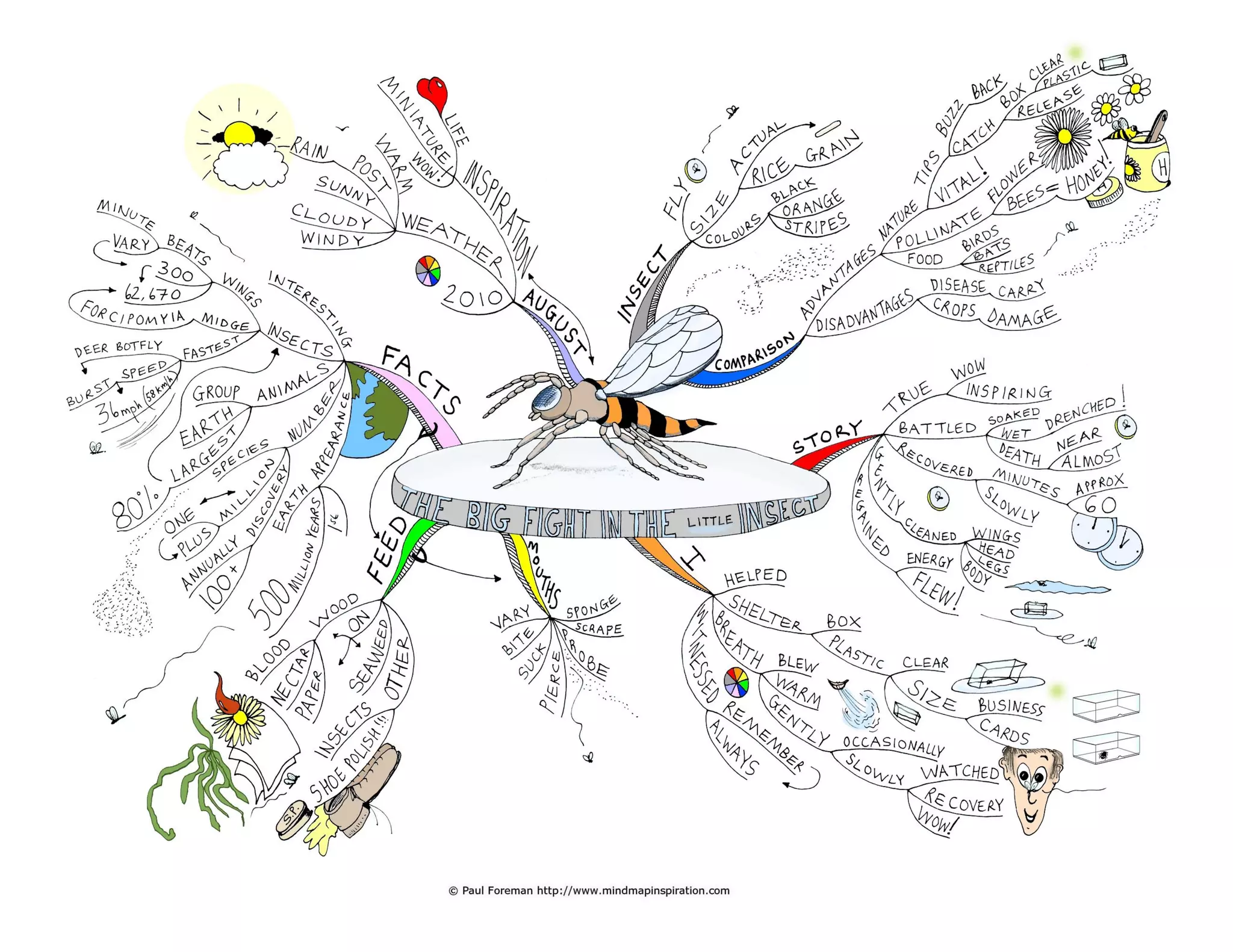The big fight in the little insect Mind Map | PDF