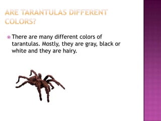 The Big Slideshow of Tarantulas by Bella | PPT