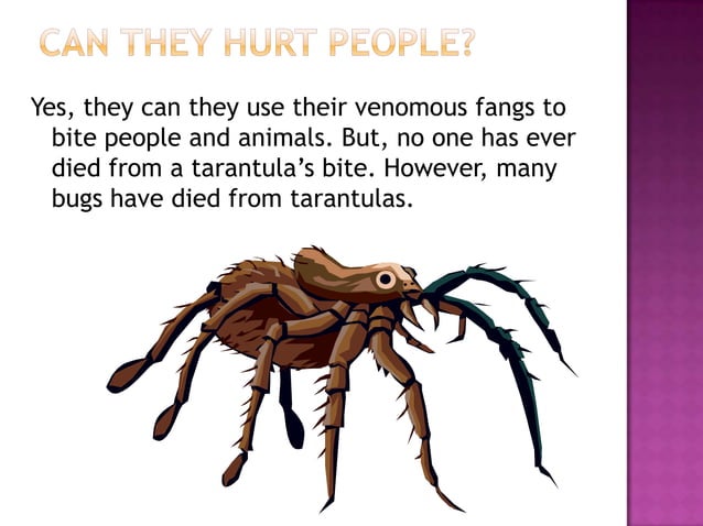 The Big Slideshow of Tarantulas by Bella | PPTX