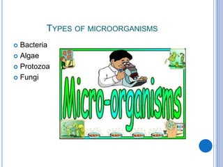 The big world of microorganisms | PPTX