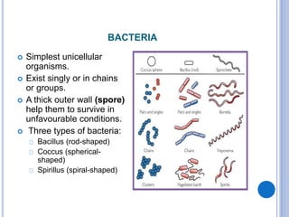 The big world of microorganisms | PPTX