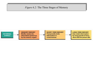 The biochemistry of memory | PPT