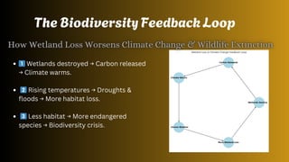 The Biodiversity Hotspots We’re Losing Wetlands & Wildlife.pdf