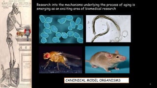 The biology of Aging in Insects From Drosphila to other insects and ...