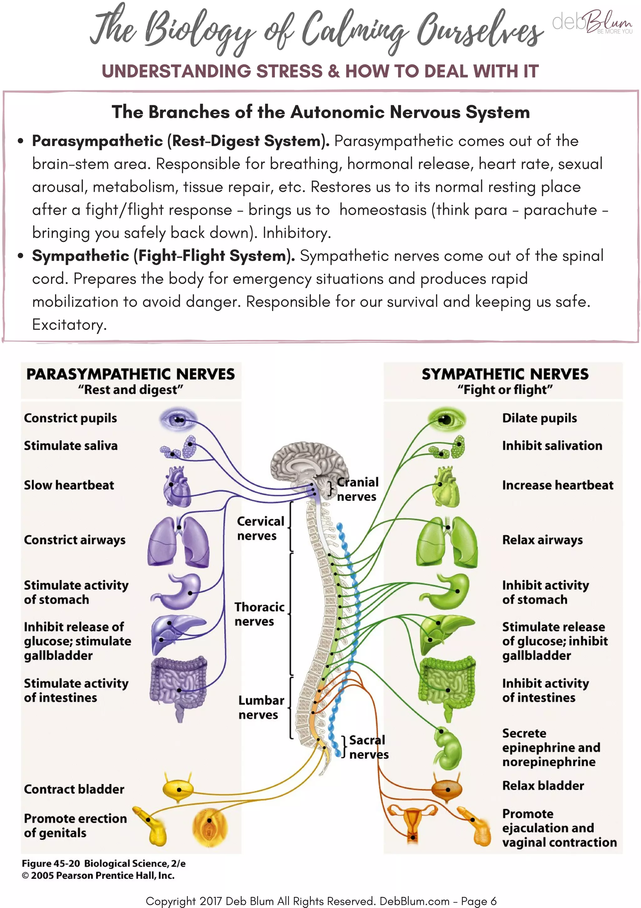 The Biology of Calming Ourselves Workbook | PDF