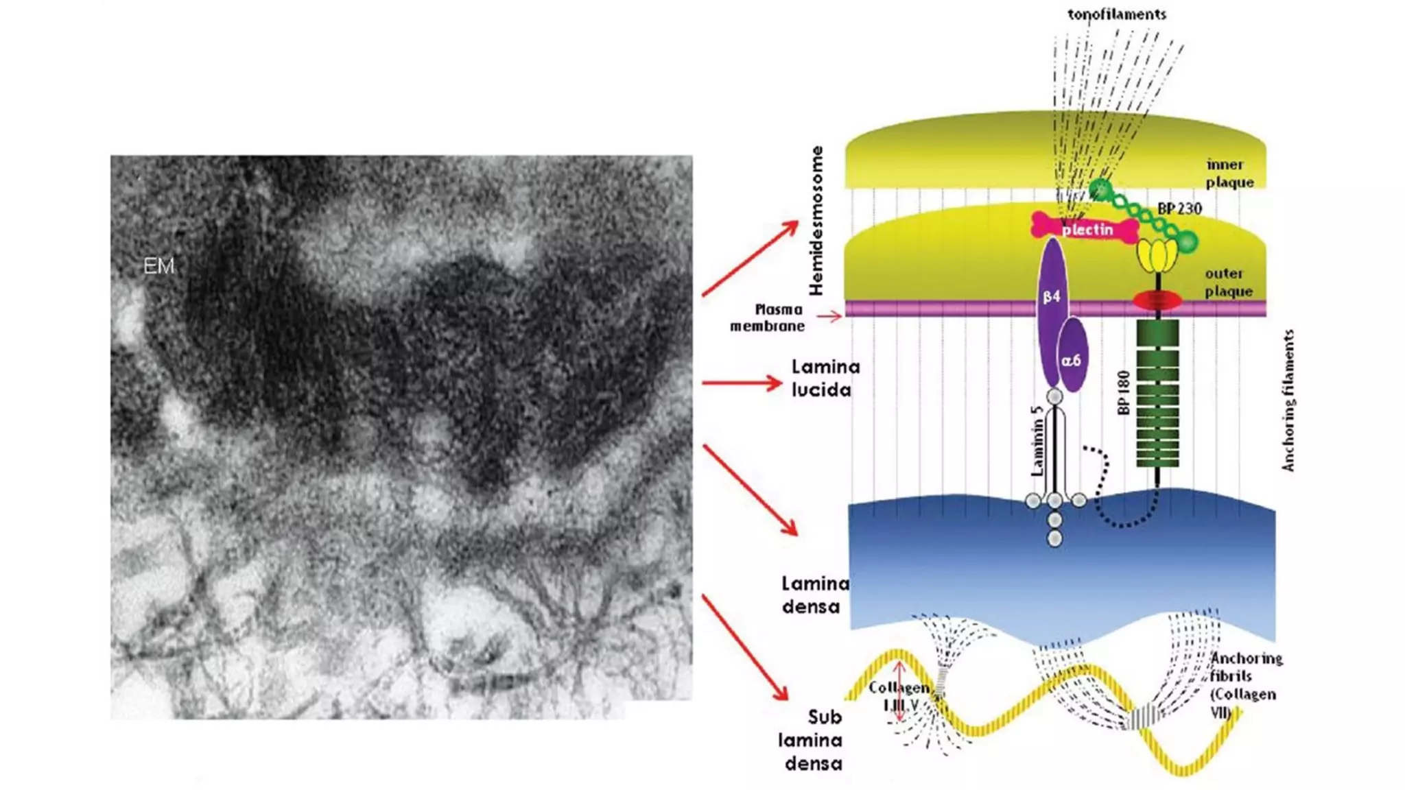 The Biology of the Basement Membrane Zone | PDF