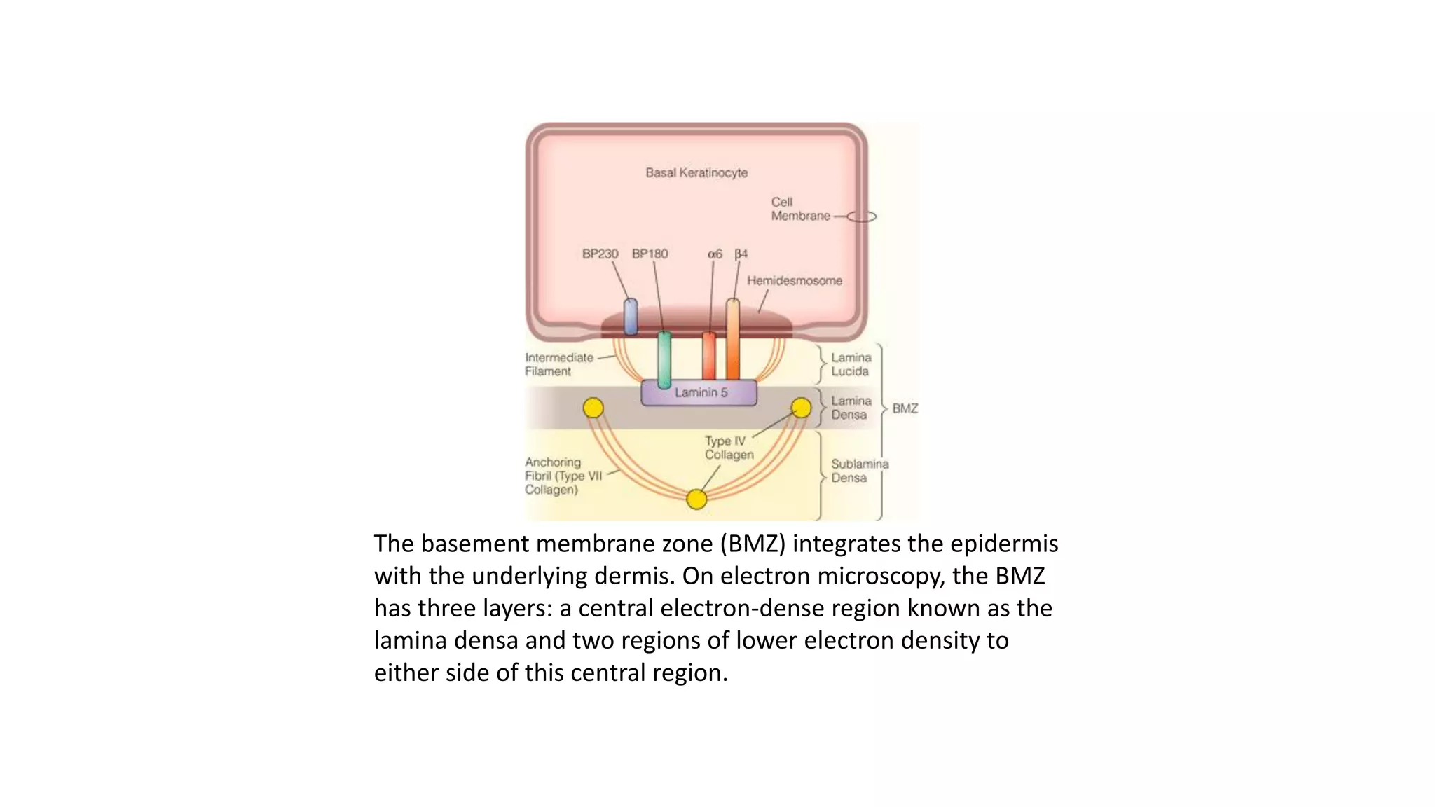 The Biology of the Basement Membrane Zone | PDF