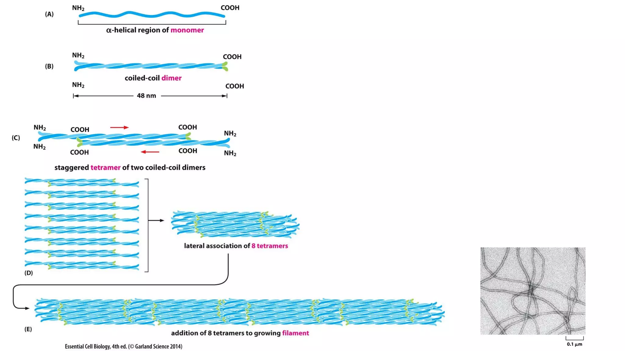The Biology of the Basement Membrane Zone | PDF