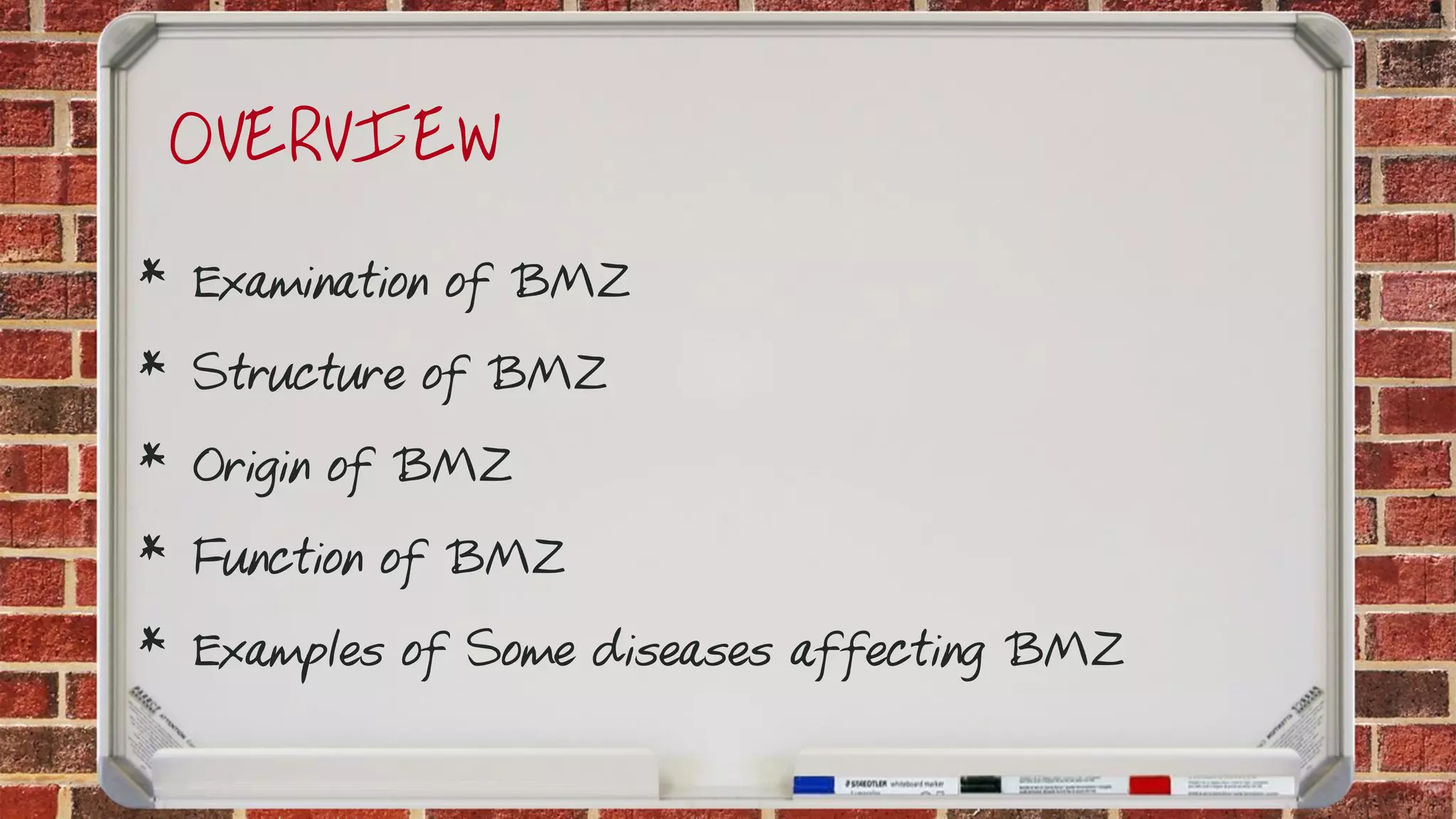 The Biology of the Basement Membrane Zone | PDF