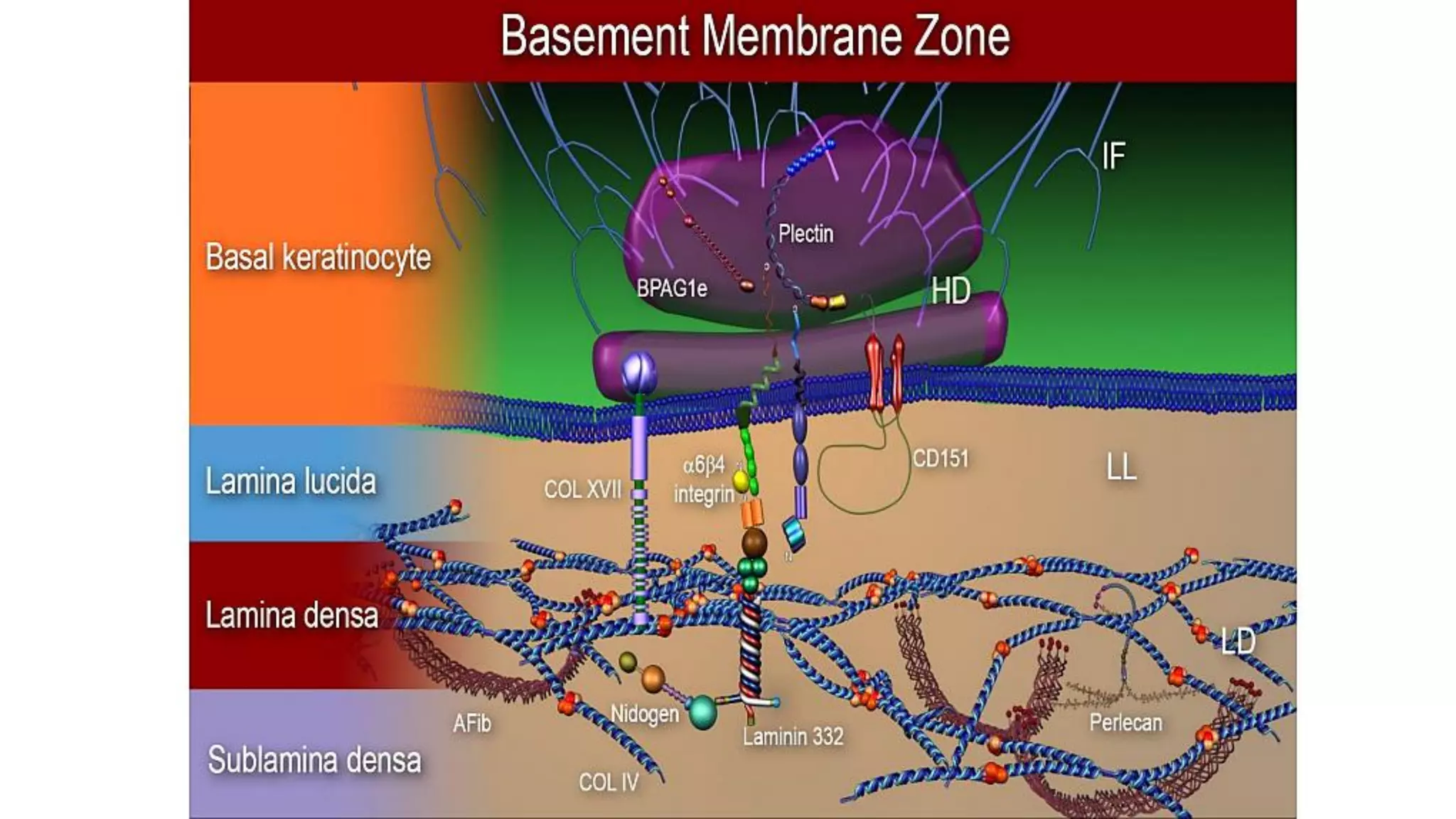 The Biology of the Basement Membrane Zone | PDF