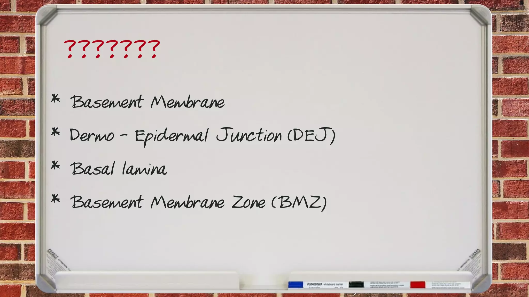 The Biology of the Basement Membrane Zone | PDF