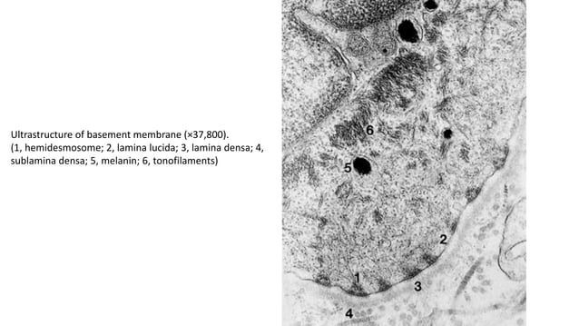 The Biology of the Basement Membrane Zone | PDF