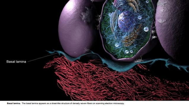 The Biology of the Basement Membrane Zone | PDF