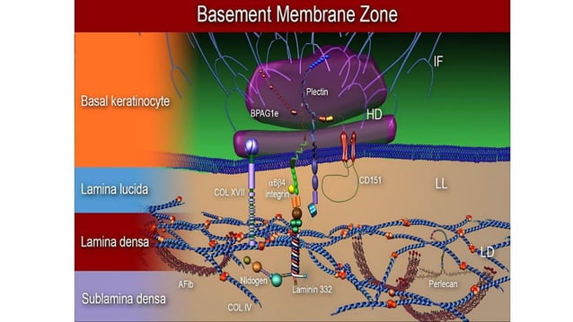 The Biology of the Basement Membrane Zone | PPT
