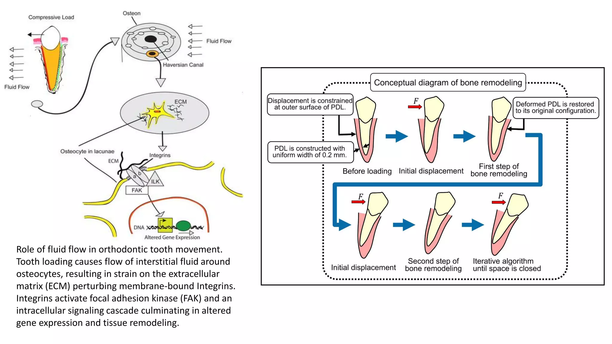 The biology of tooth movement.pdf