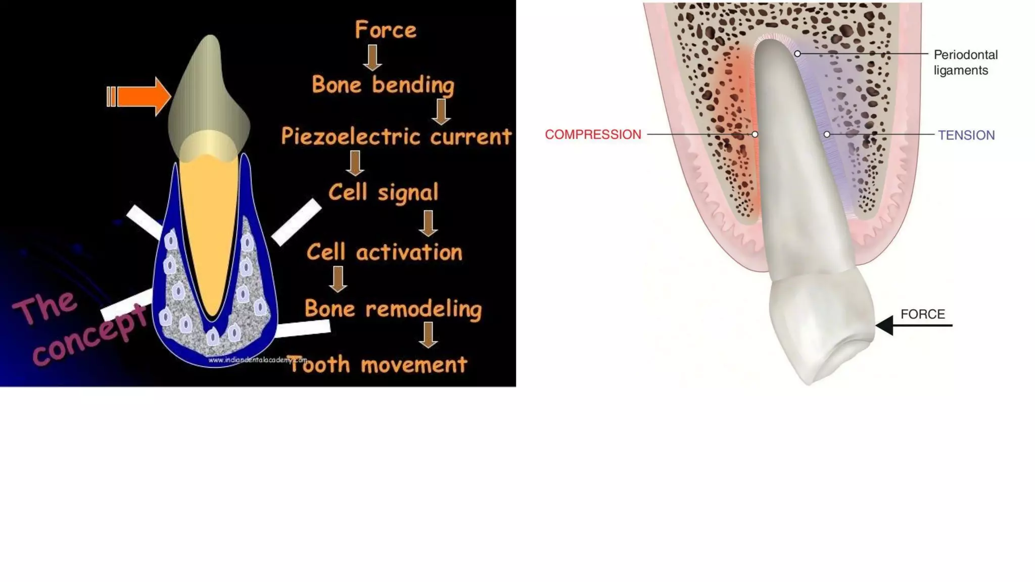 The biology of tooth movement.pdf