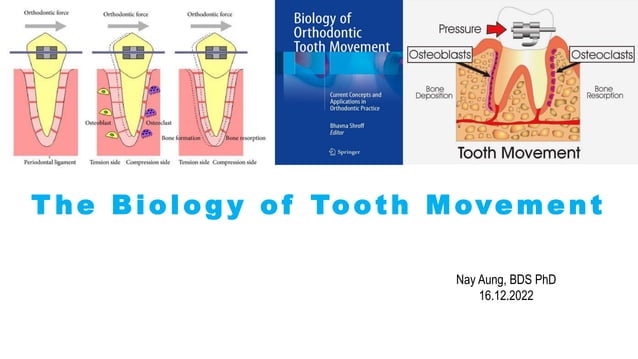 The biology of tooth movement.pdf