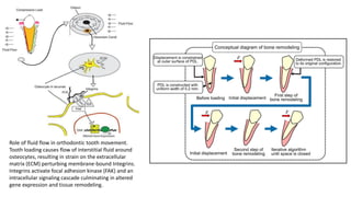 The biology of tooth movement.pdf | Bone and Joint Conditions ...