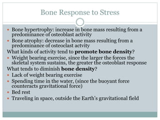 The Biomechanics of Human Bone pptsspptx | PPTX