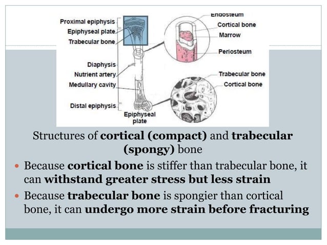 The Biomechanics of Human Bone pptsspptx | PPT