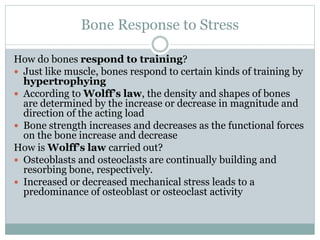 The Biomechanics of Human Bone pptsspptx | PPT