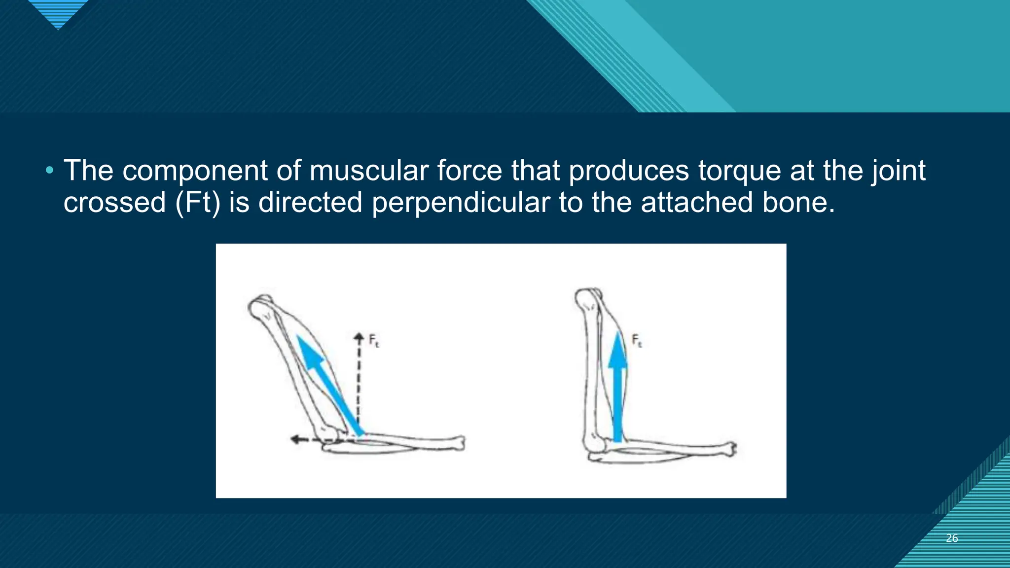 The Biomechanics of Human Skeletal Muscle-B.pptx