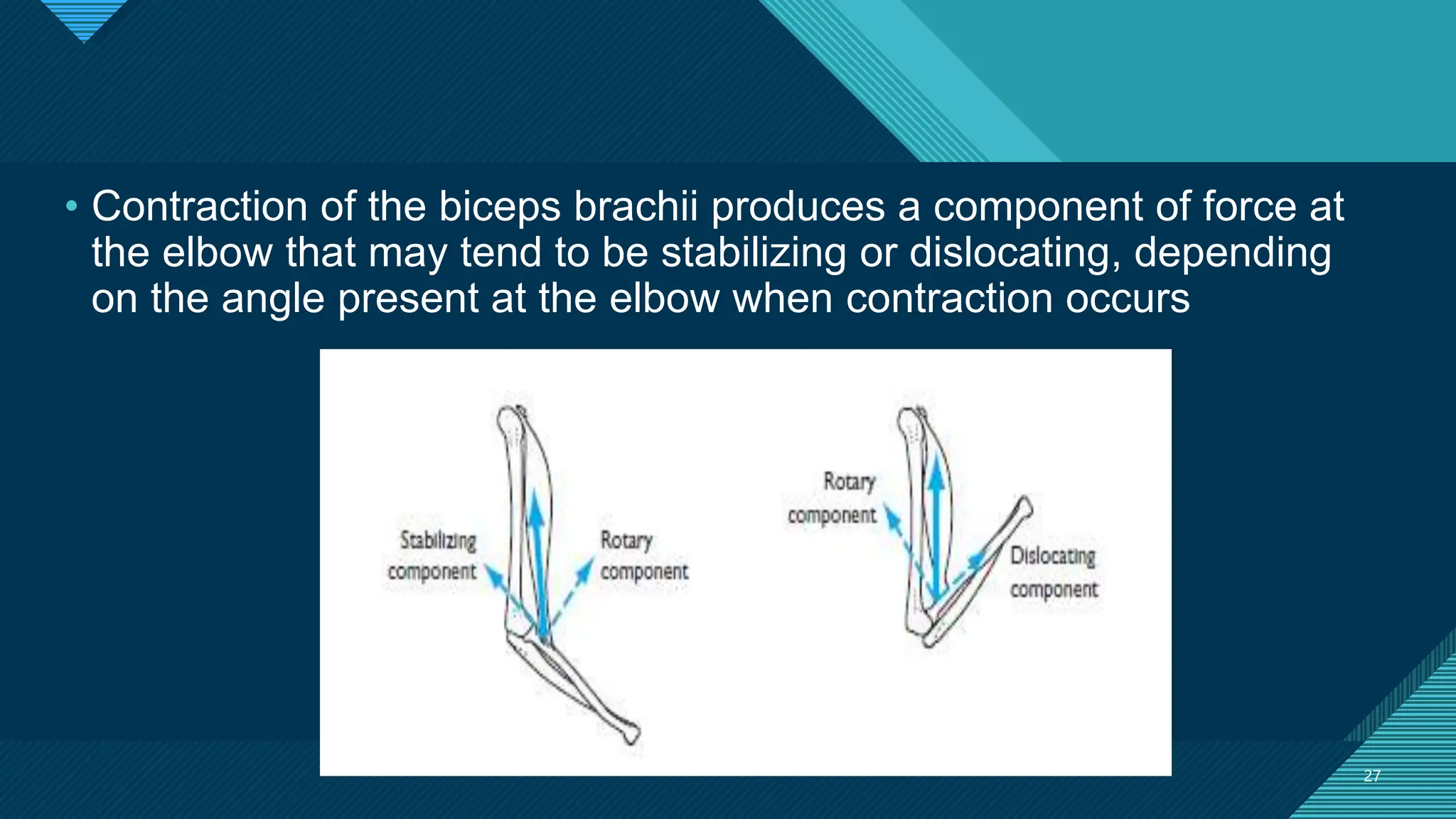 The Biomechanics of Human Skeletal Muscle-B.pptx
