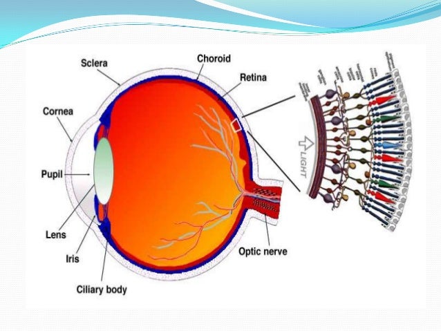 The bionic eye