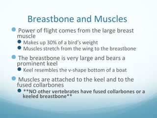 The bird | PPT
