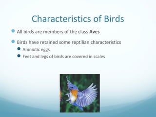 The bird | PPT