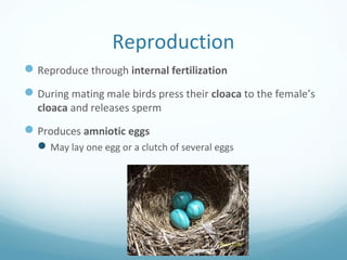 The bird | PPT