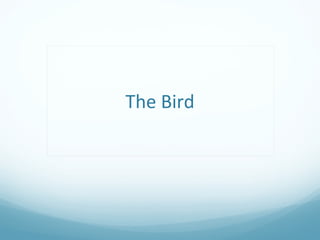 The bird | PPT