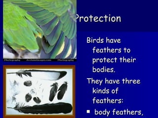The Birds | PPT