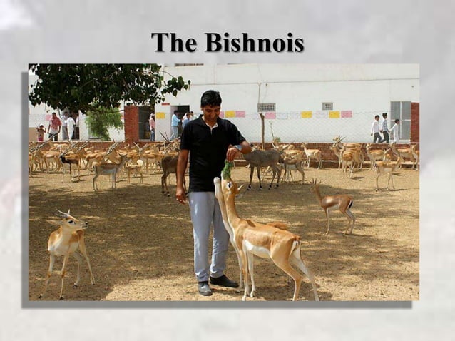 Environment Crusaders The Bishnois – Where Conservation Of Wildlife Is ...